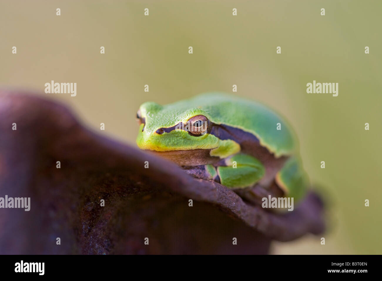 Portrait of a tree frog Stock Photo - Alamy