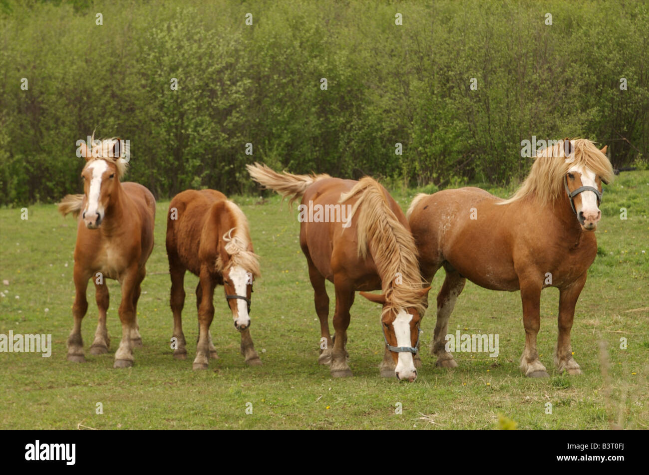 Dense scrub hi-res stock photography and images - Alamy