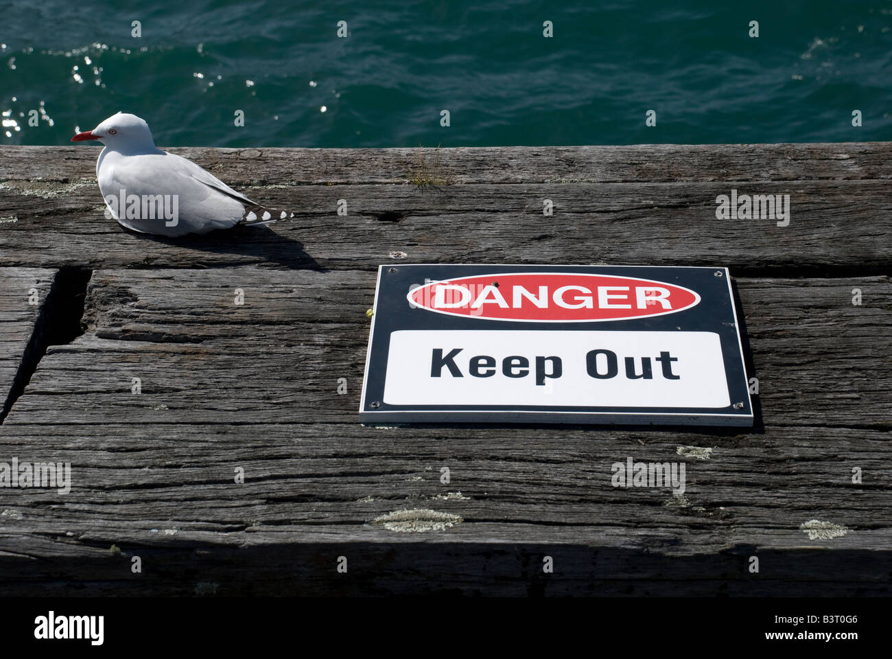 Seagull warning hi-res stock photography and images - Alamy
