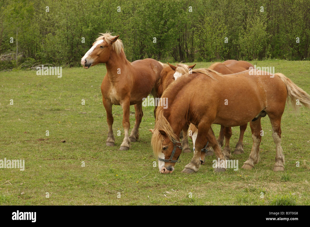 Dense scrub hi-res stock photography and images - Alamy