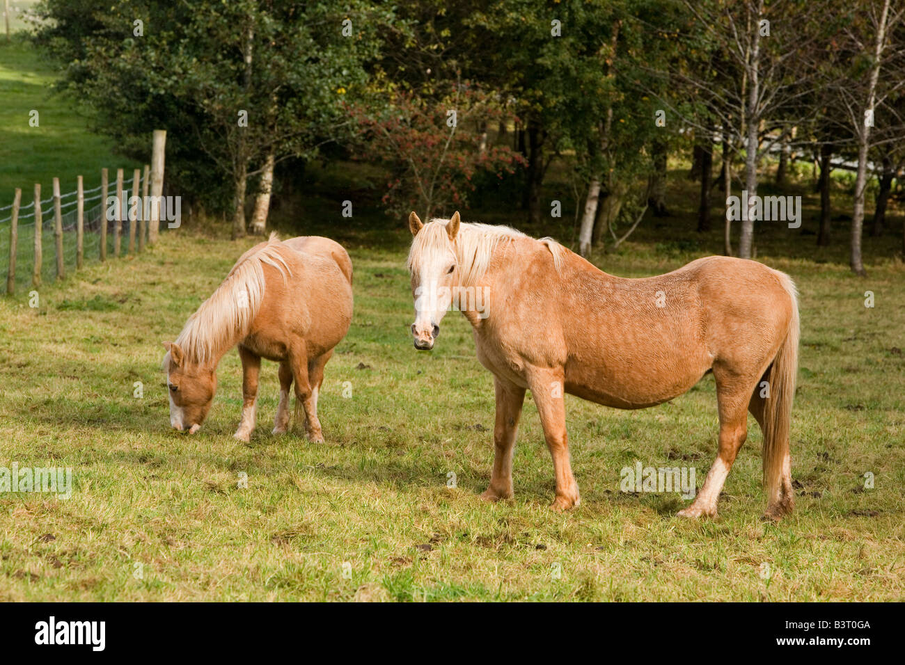 Old ponies in a paddock Stock Photo - Alamy