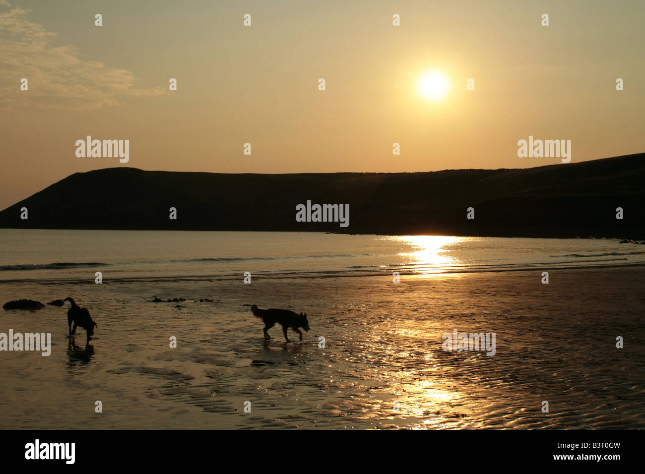Dog wales water hi-res stock photography and images - Alamy