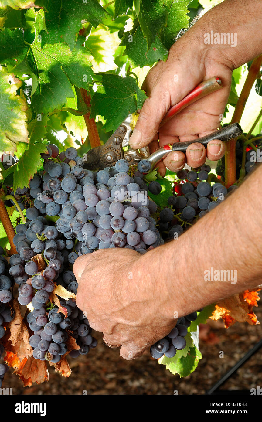 cluster of grape at the vineyard Stock Photo - Alamy