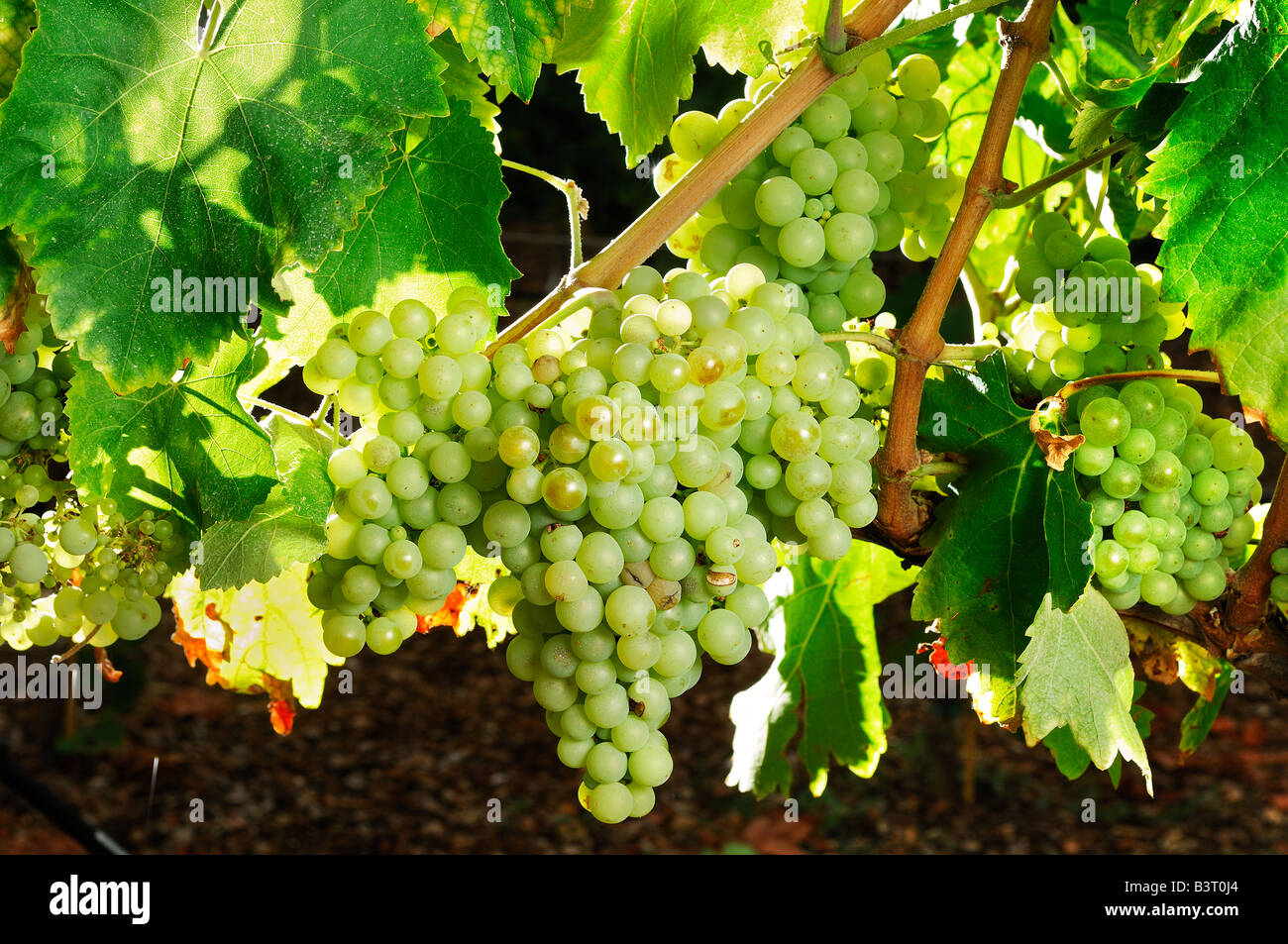 cluster of grape at the vineyard macabeo Stock Photo - Alamy