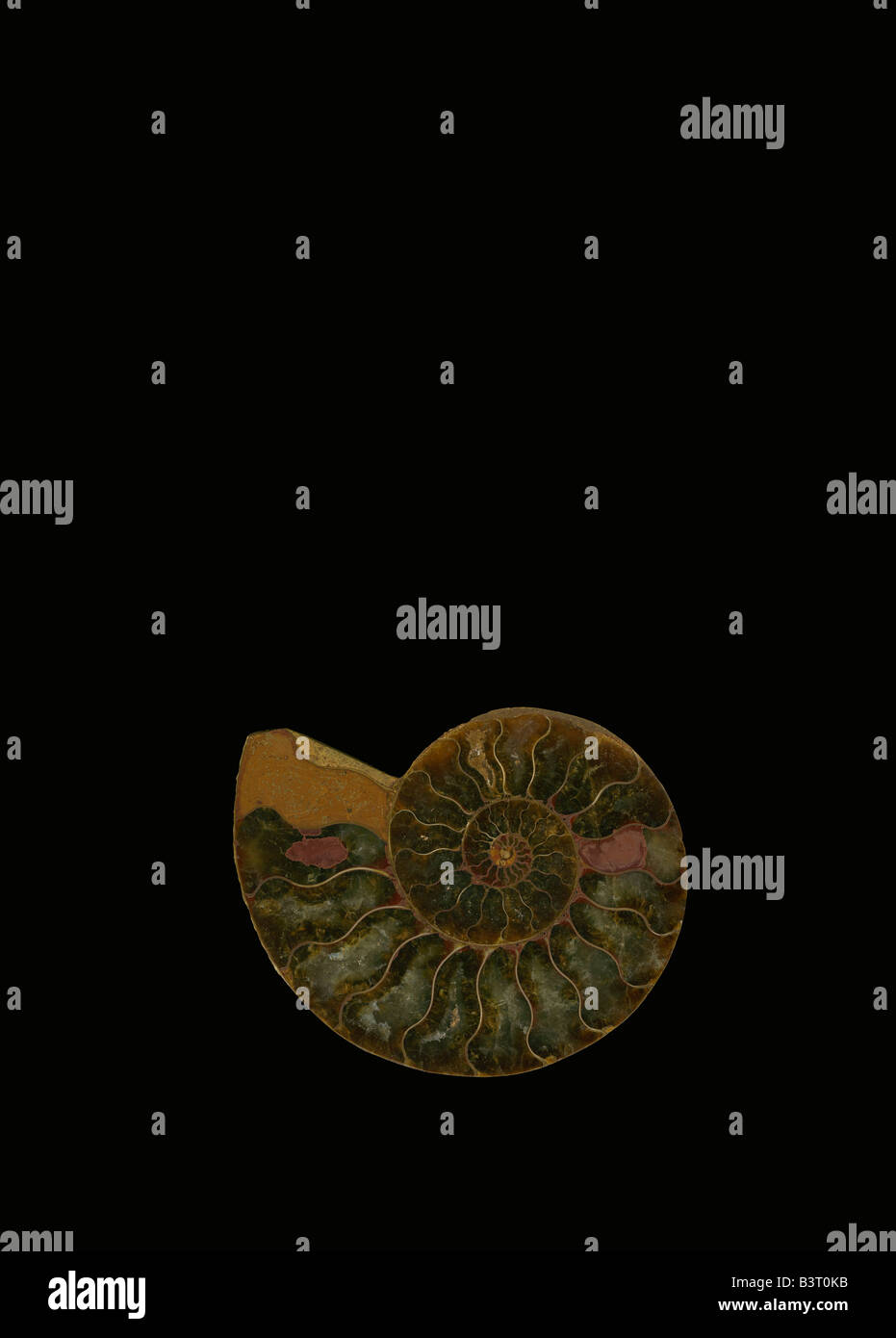 Fossilized shells hi-res stock photography and images - Alamy