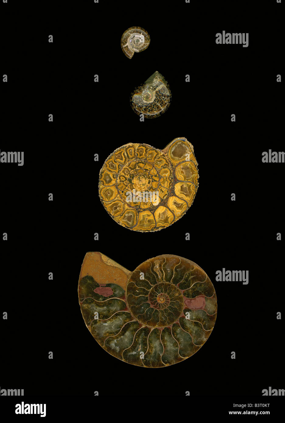 Fossilized shells hi-res stock photography and images - Alamy