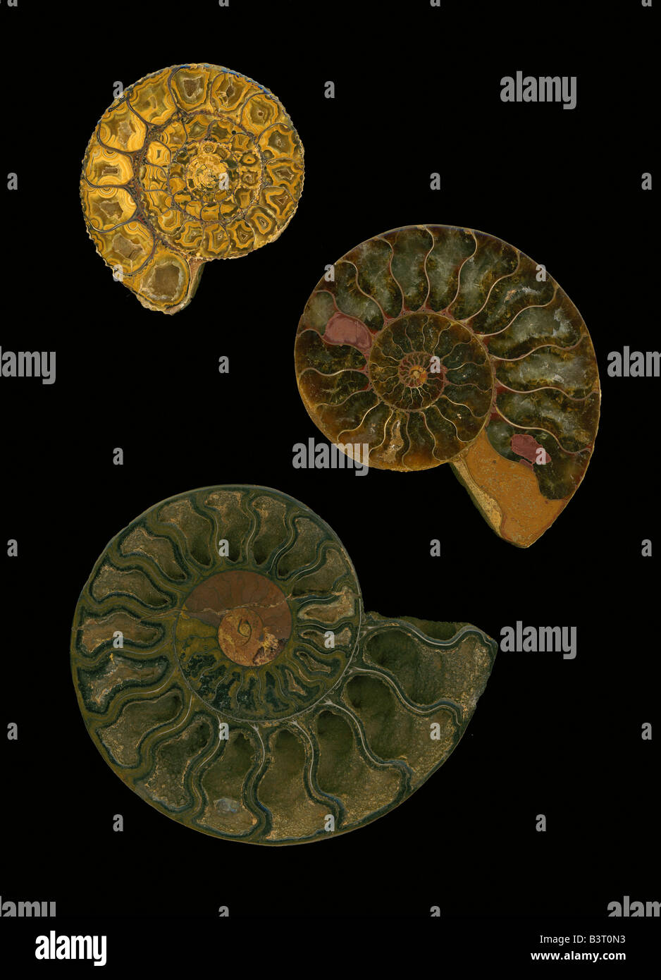Fossilized shells hi-res stock photography and images - Alamy