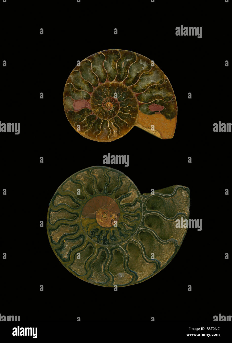 Fossilized shells hi-res stock photography and images - Alamy