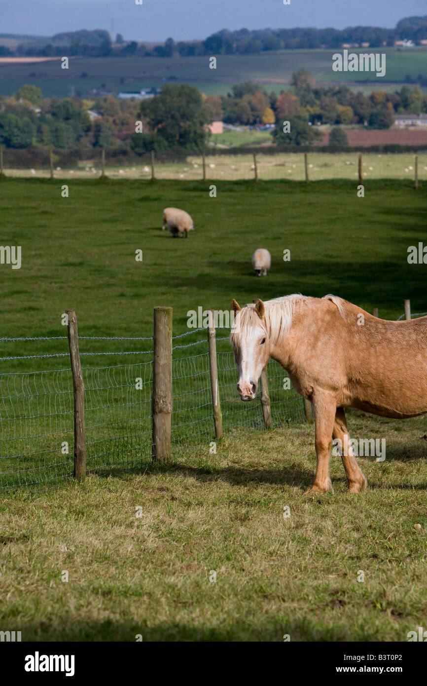 Sheep and pony hi-res stock photography and images - Alamy
