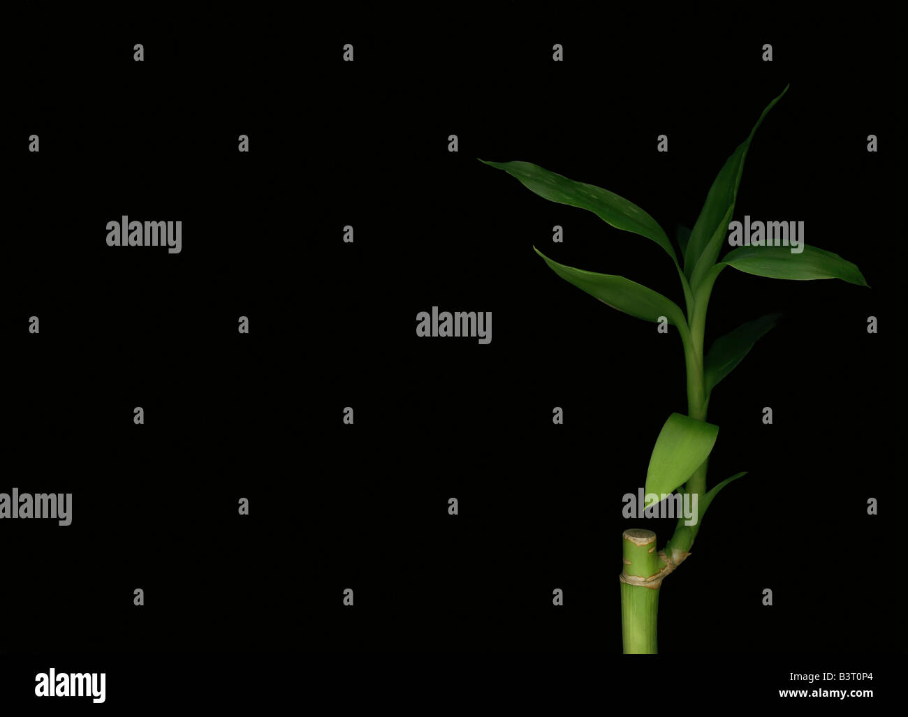 Bamboo branch hi-res stock photography and images - Alamy