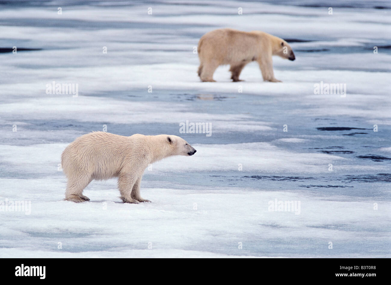 Polar bears on the ice Stock Photo - Alamy