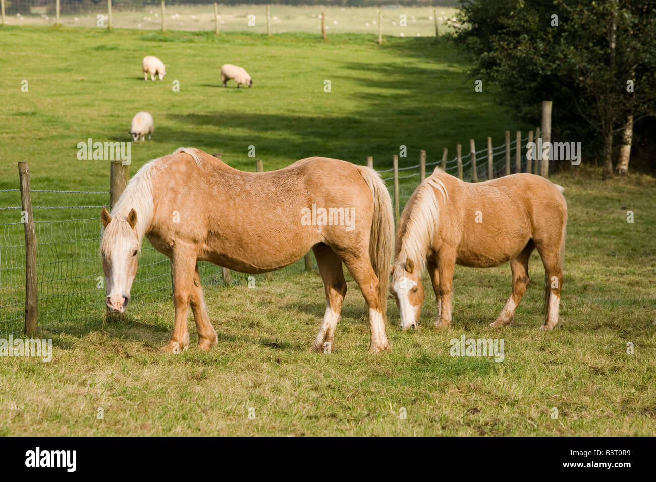 two old retired palamino ponies Stock Photo - Alamy