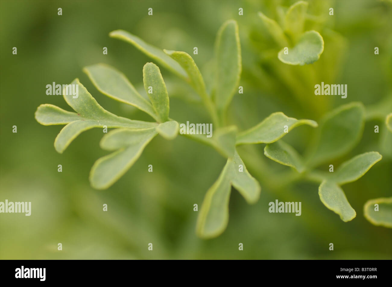 Rue Ruta graveolens leaves Stock Photo - Alamy