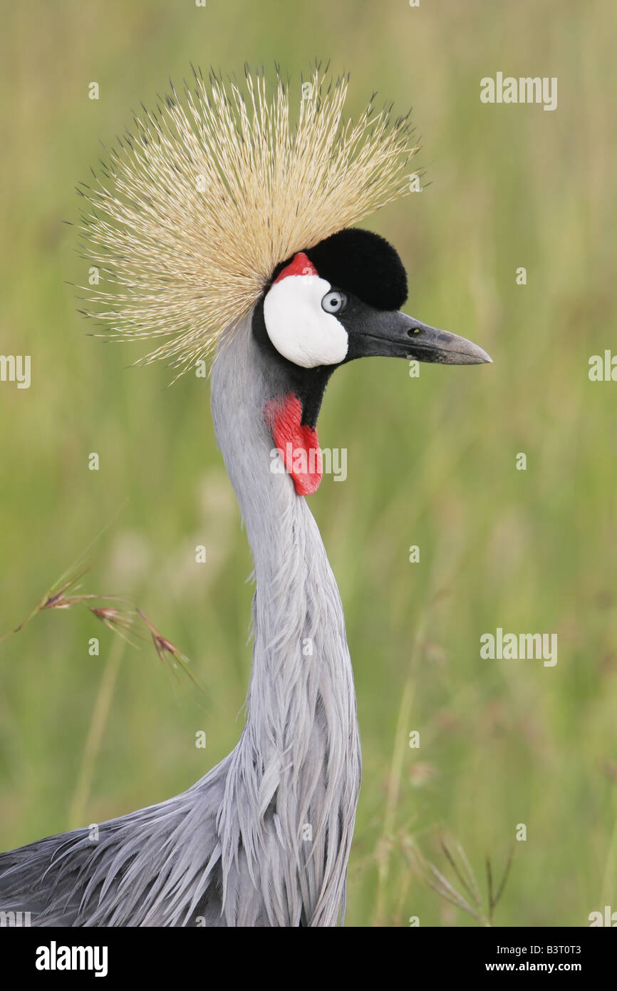 Grey Crowned Crane Stock Photo - Alamy