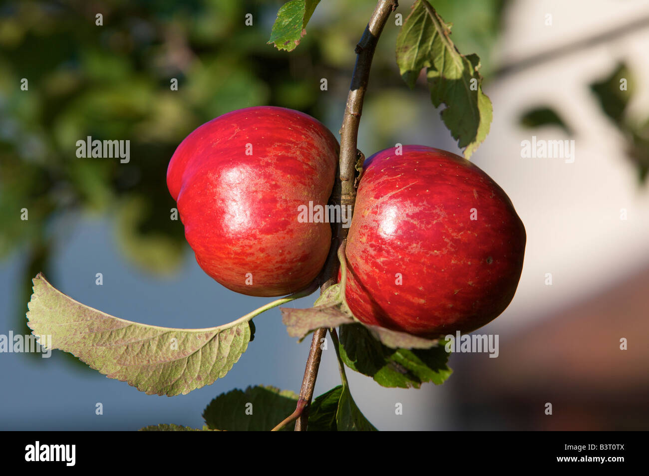 Apple pip tree hi-res stock photography and images - Alamy