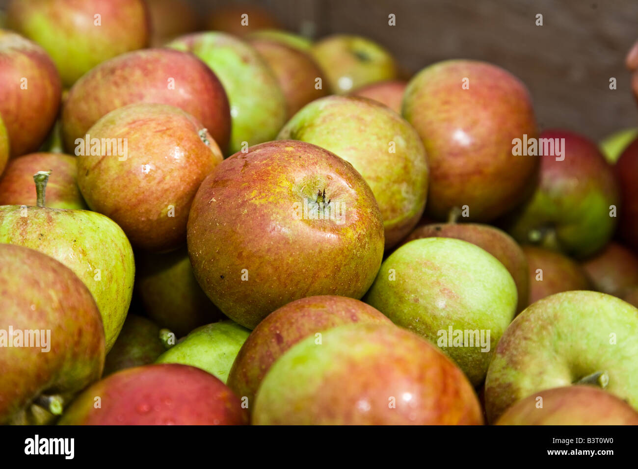 A quantity of Cox s apples in a large bin ready to be taken back to the ...