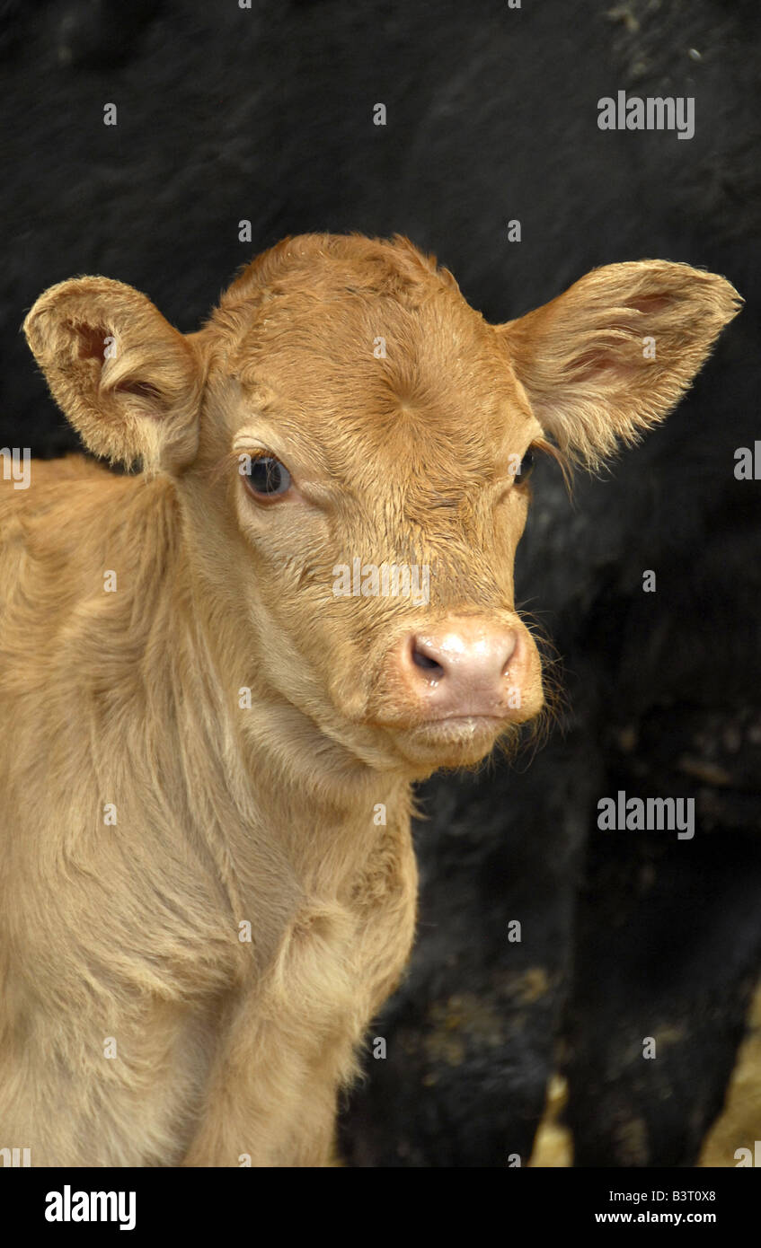 Head and shoulders portrait image of Limousin Calf looking at camera ...