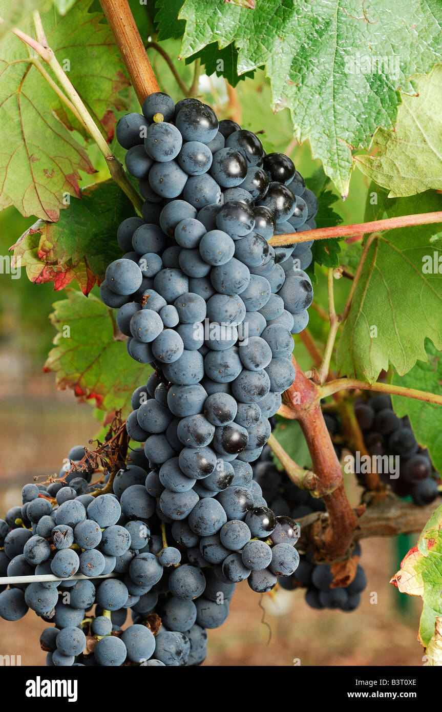 cluster of grape at the vineyard. Tempranillo Stock Photo - Alamy
