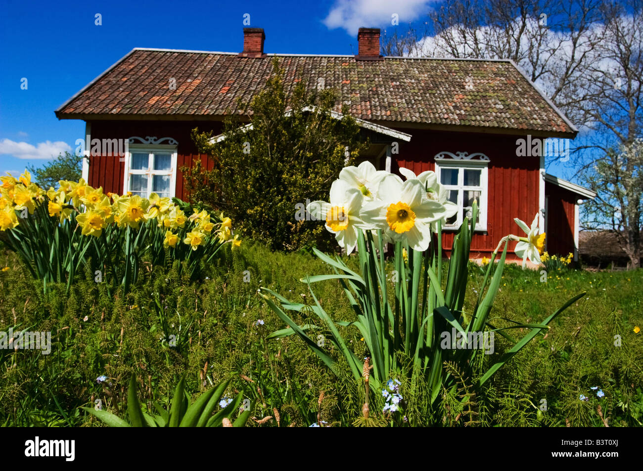 Red old cottage with Easter daffodil and Pheasant s eye daffodil in the ...
