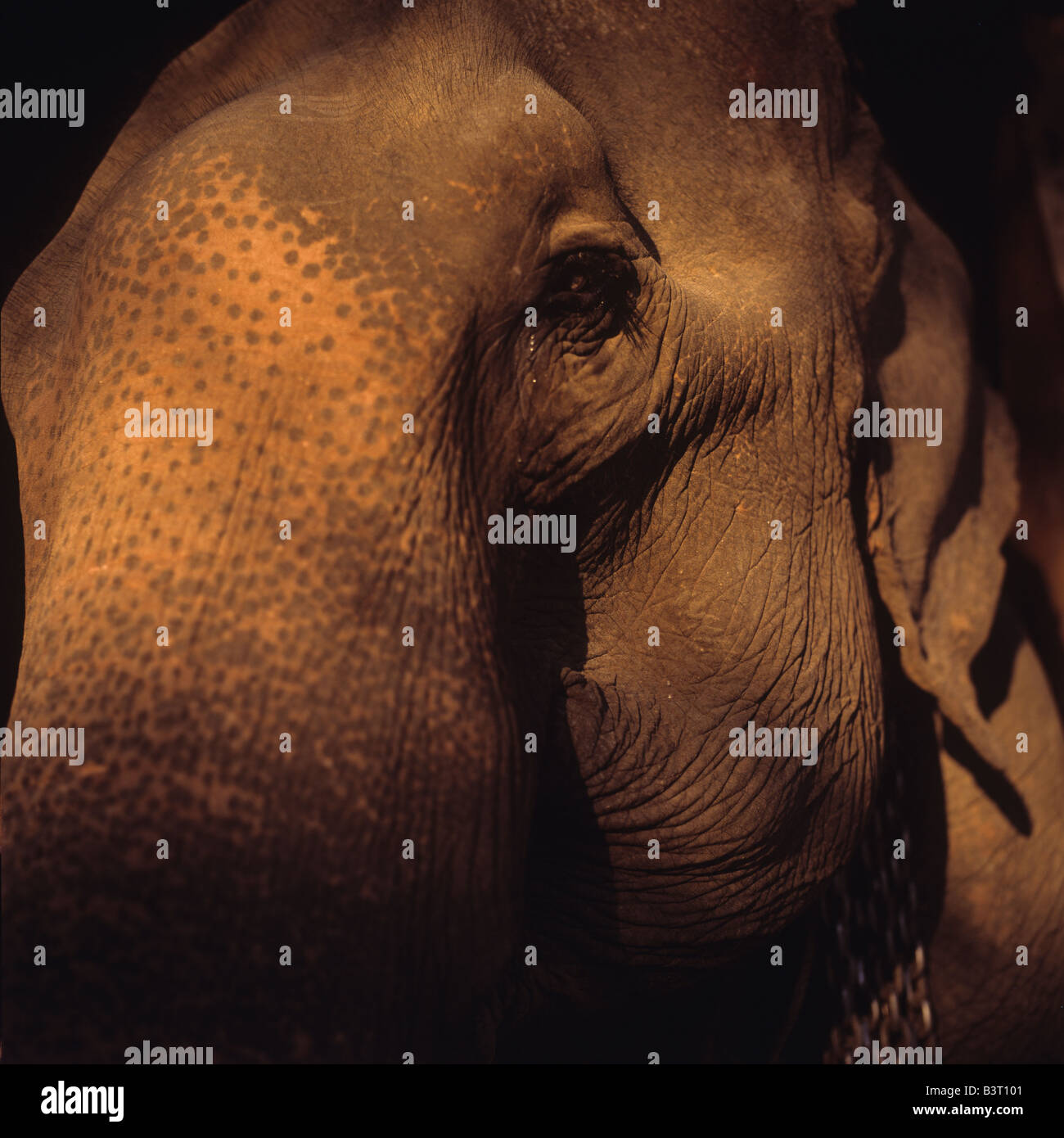 Elephant, up close Stock Photo - Alamy