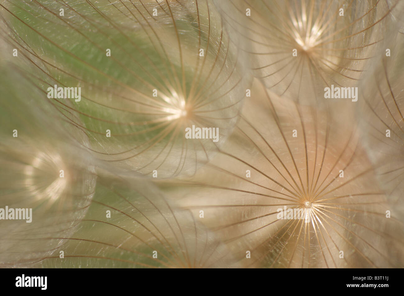 Goats Beard Tragopogon Dubius seed fluff closeup Ontario Canada Stock ...