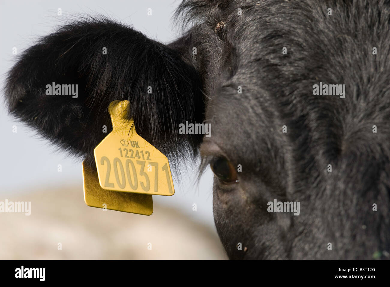 Close up of cows head and ear tag Stock Photo - Alamy