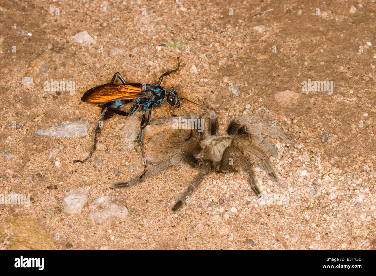 Tarantula Hawk Pepsis or hemipepsis sp Stock Photo - Alamy