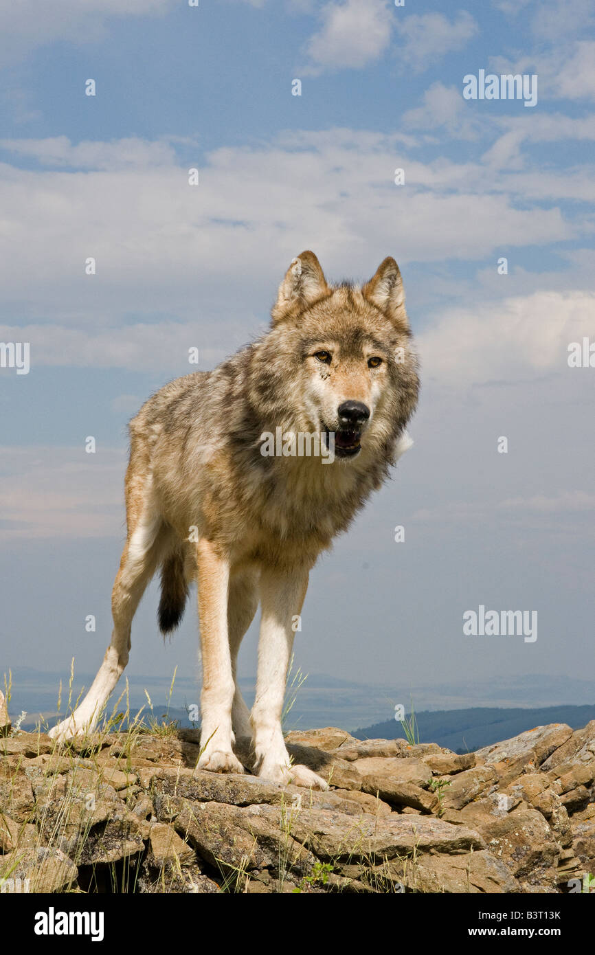 Wolf on a rocky ledge in the Montana mountains Stock Photo - Alamy