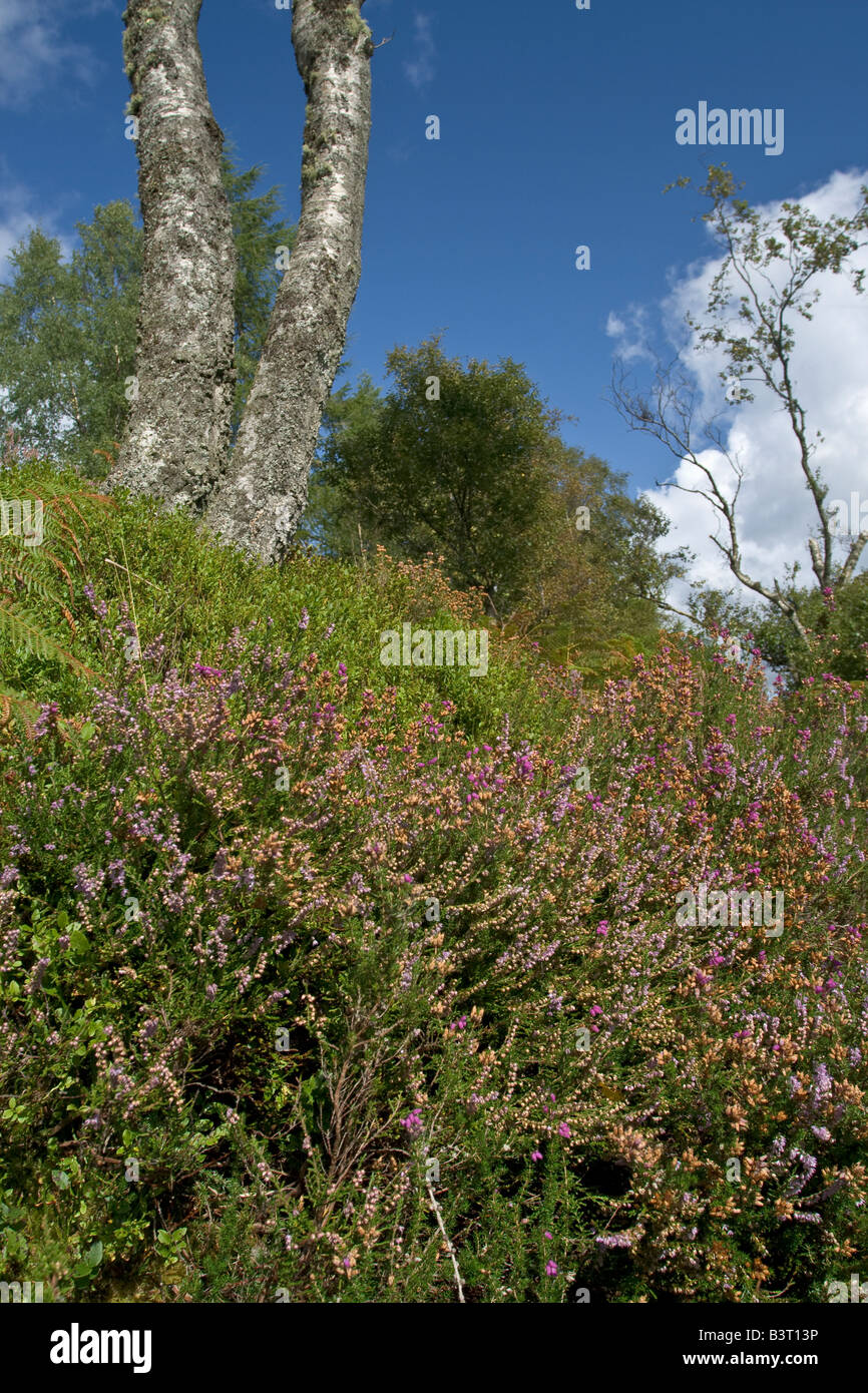 Scottish heather on the side of a hill on a rare day in Scotland where ...