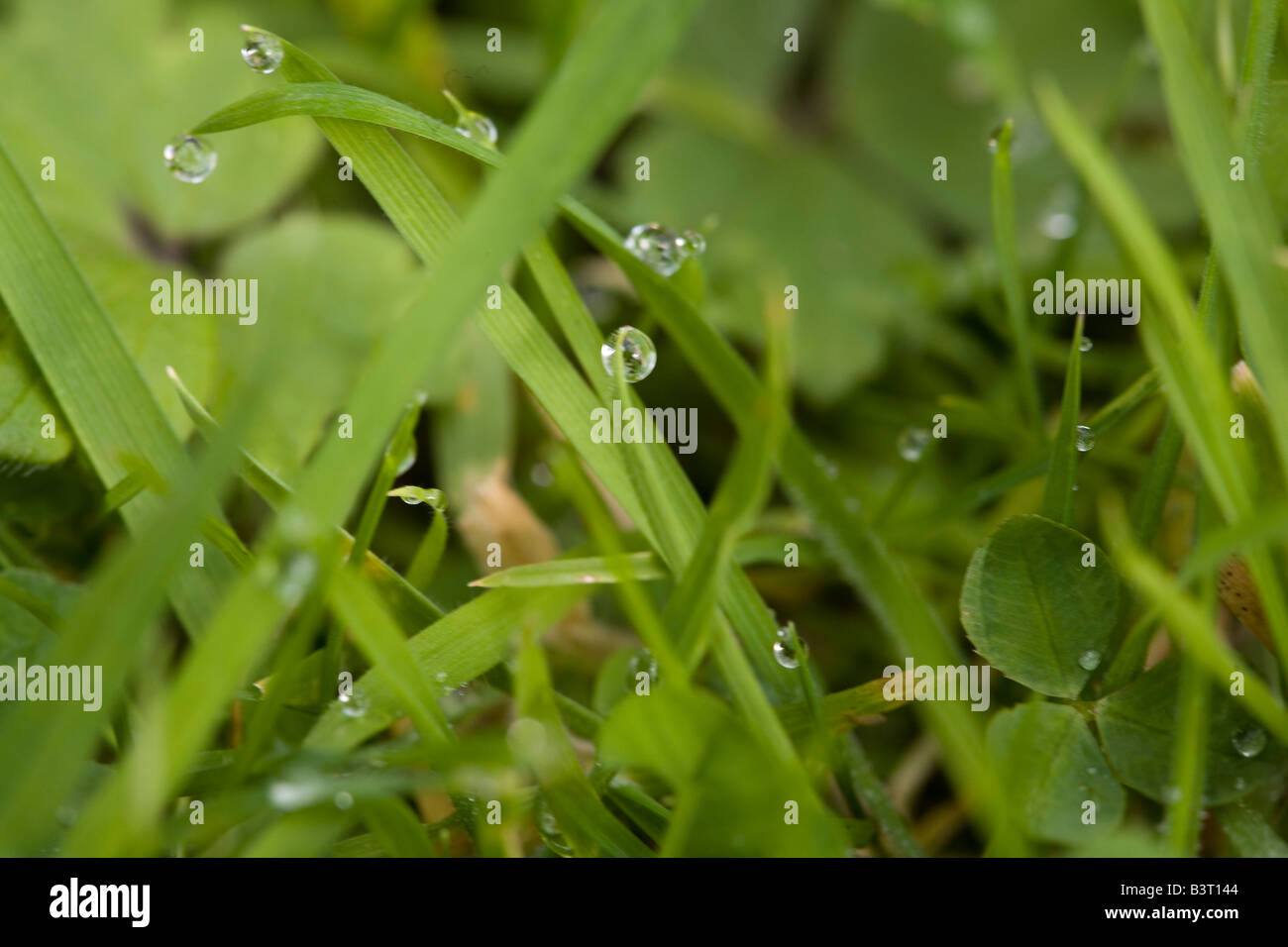 drops of dew on a lawn Stock Photo - Alamy