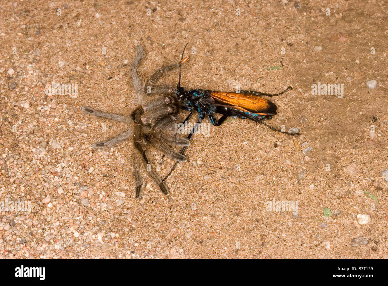 Tarantula Hawk Pepsis or hemipepsis sp Stock Photo - Alamy