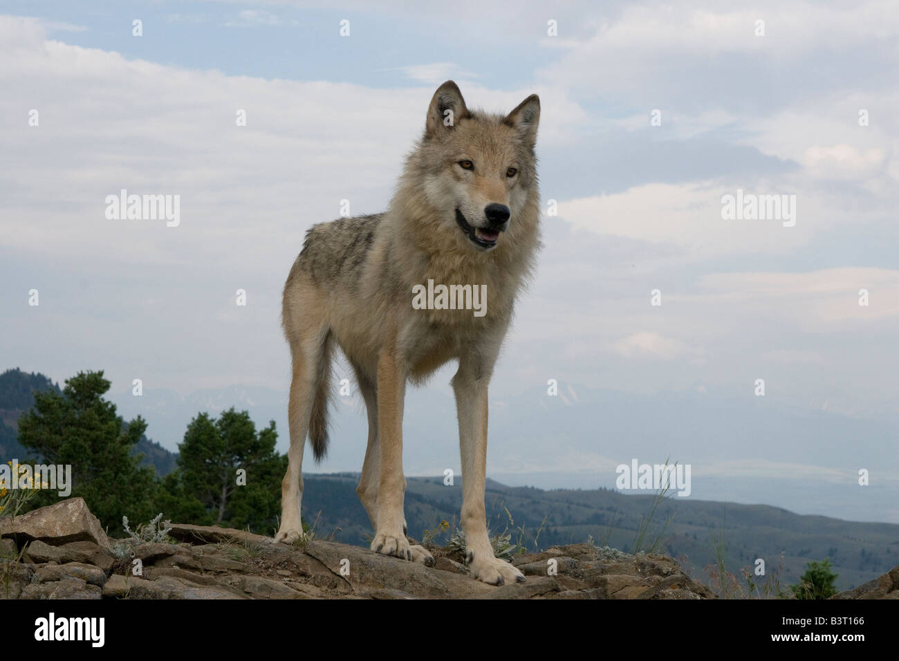 Wolf on a rocky ledge in the Montana mountains Stock Photo - Alamy