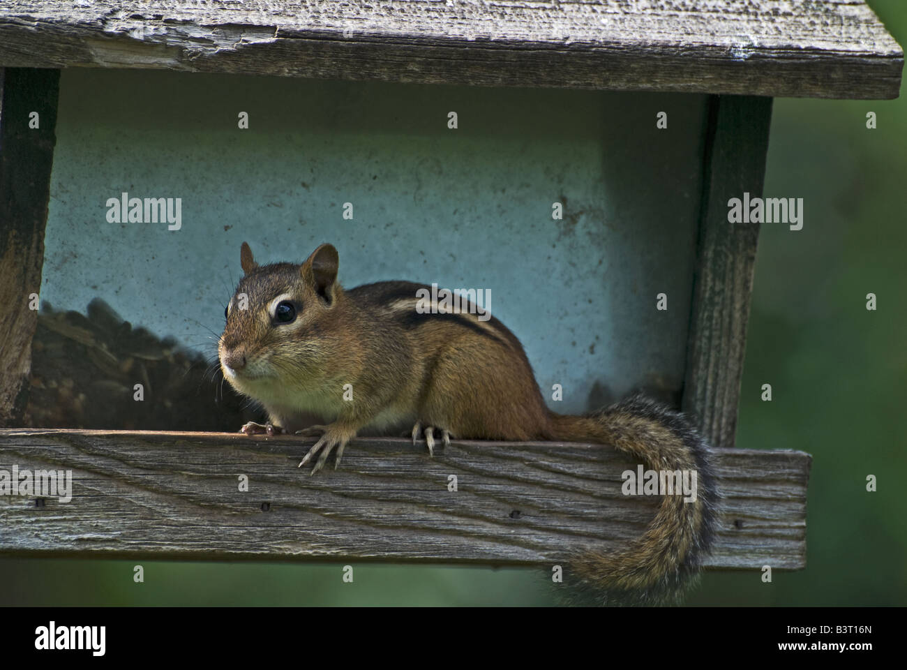Chipmunk raiding a bird feeder Stock Photo - Alamy