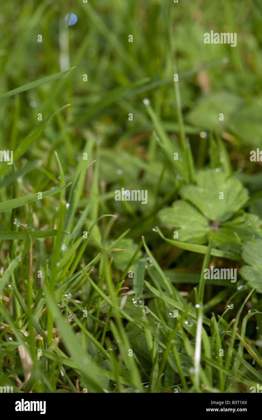 dew drops on a lawn Stock Photo - Alamy