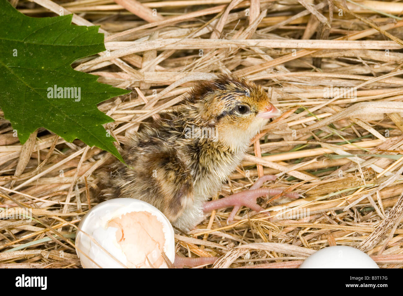 Northern Bobwhite Colinus virginianus Stock Photo - Alamy