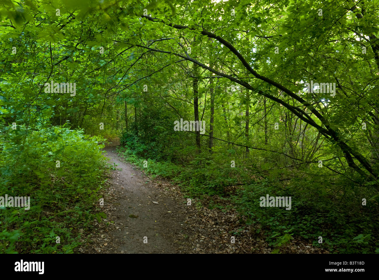 Forest Cool Calm Path