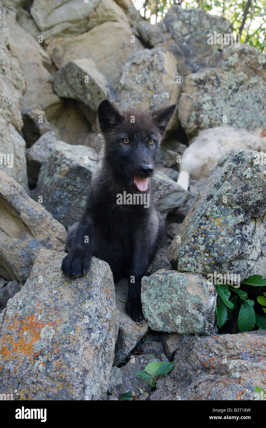 Grey Wolf pup on a rocky ledge Stock Photo - Alamy