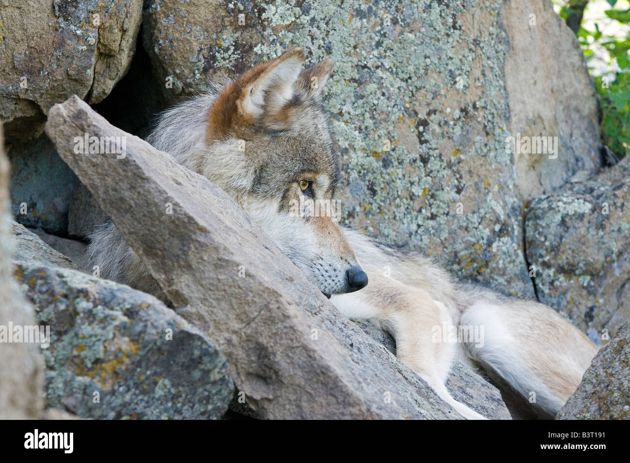 Grey Wolf on a rocky ledge in the Montana mountains Stock Photo - Alamy