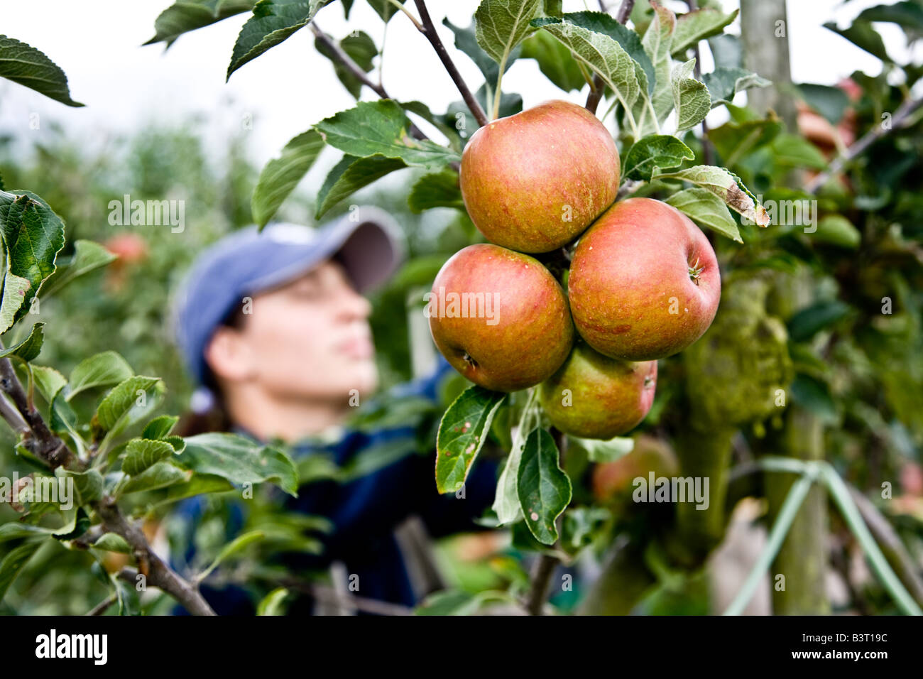 An Apple harvest being carried out in Kent in September 08 Apples are ...