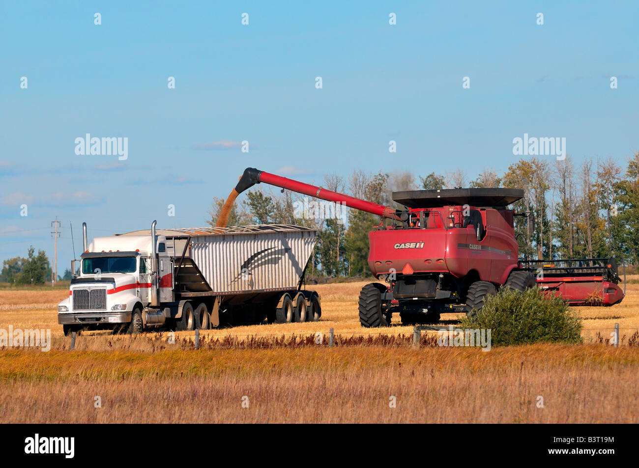 Loading wheat 0810 Stock Photo - Alamy