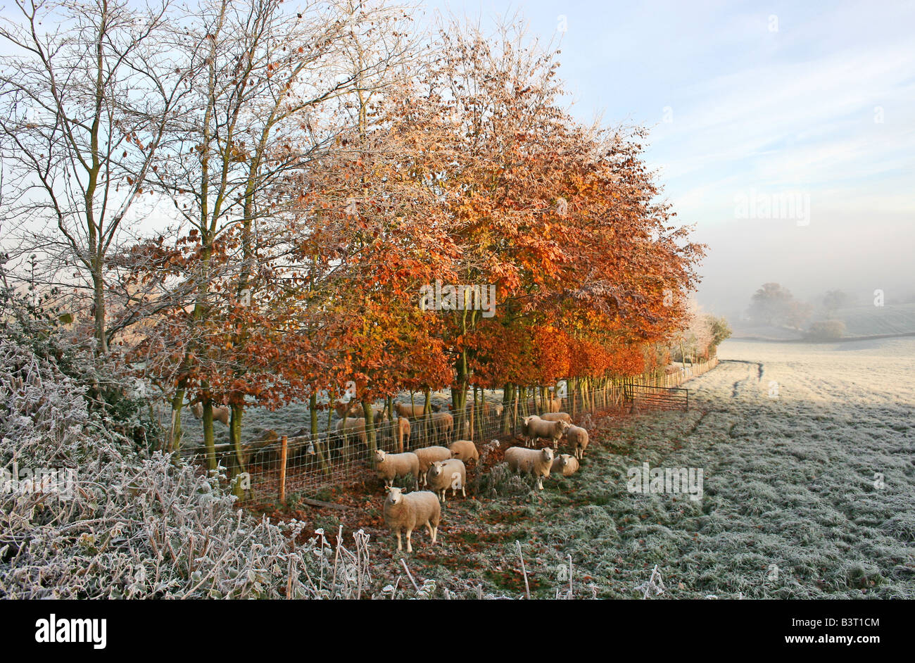 Sheep huddle hi-res stock photography and images - Alamy