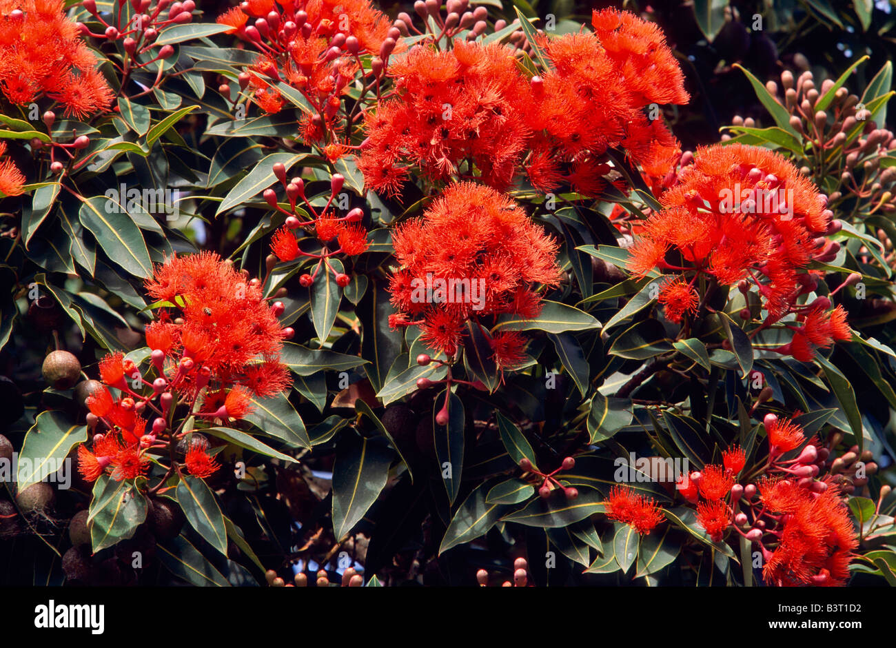 Red-flowering gum, Australia Stock Photo - Alamy