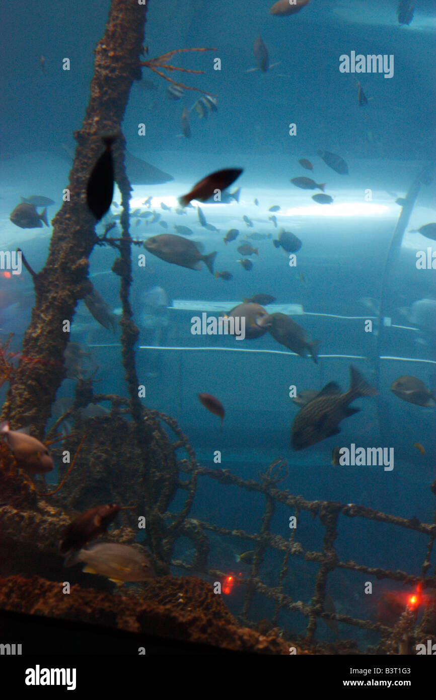 Shipwreck in the Coral Kingdom exhibit with the glass tunnel in the ...