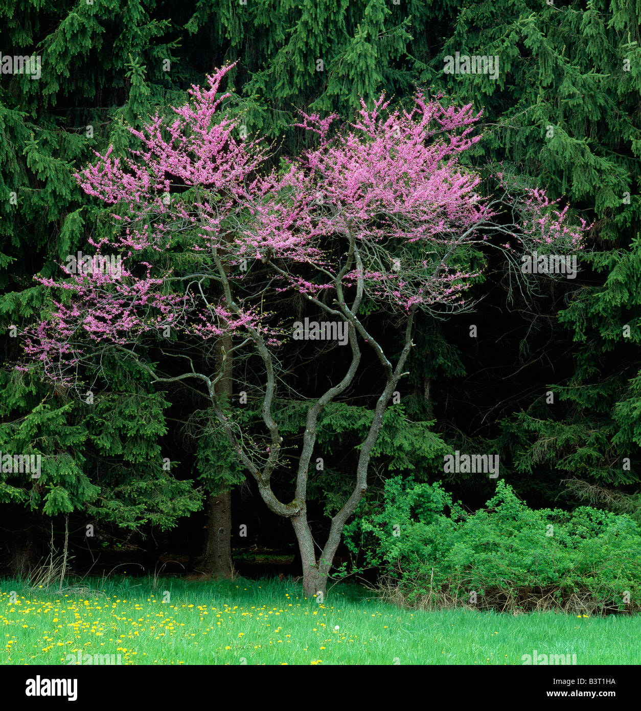ROLLING ROCK GAME PRESERVE; EASTERN REDBUD TREE IN SPRING BLOOM (LATIN ...