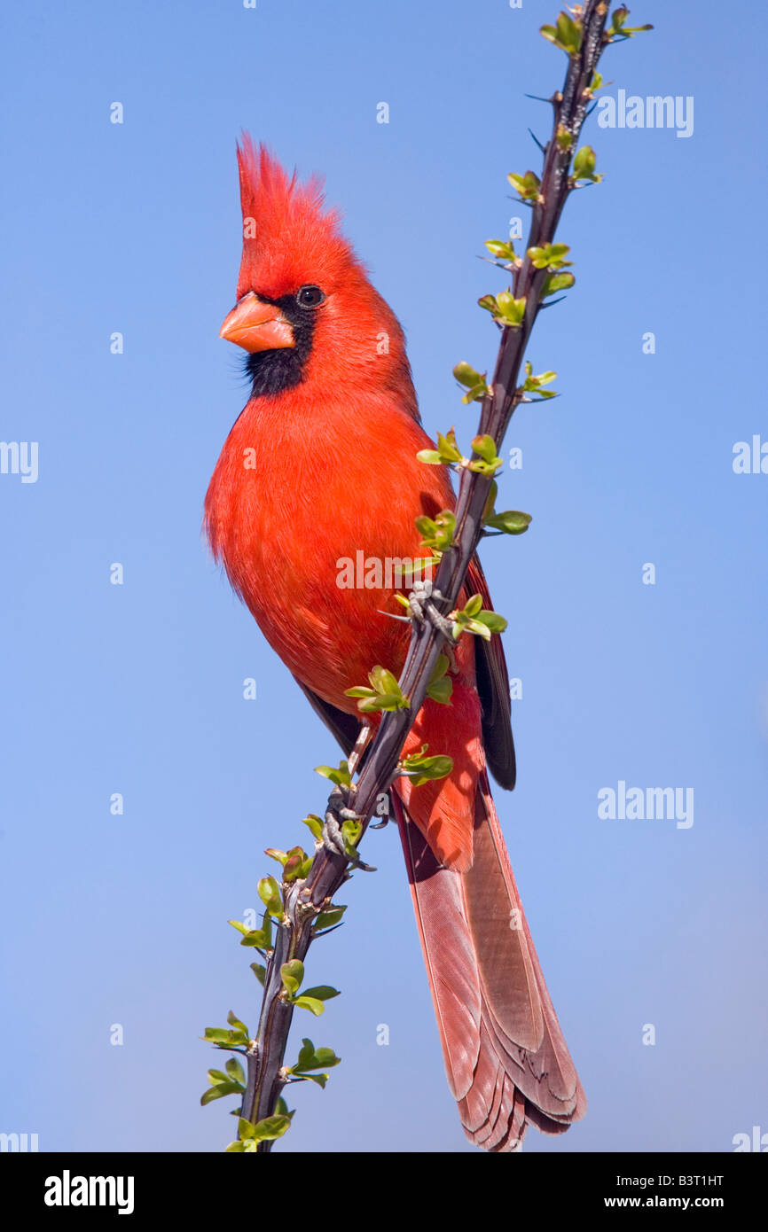 Northern Cardinal Cardinalis cardinalis superbus Stock Photo - Alamy
