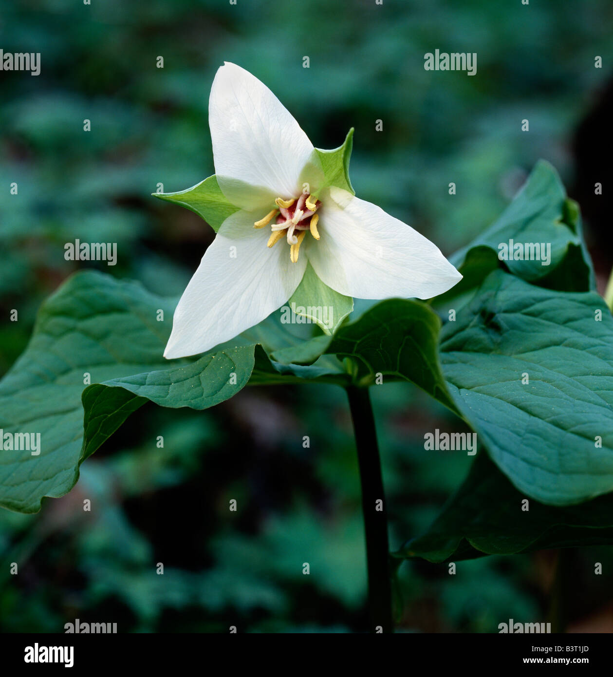 Trilium wildflower hi-res stock photography and images - Alamy