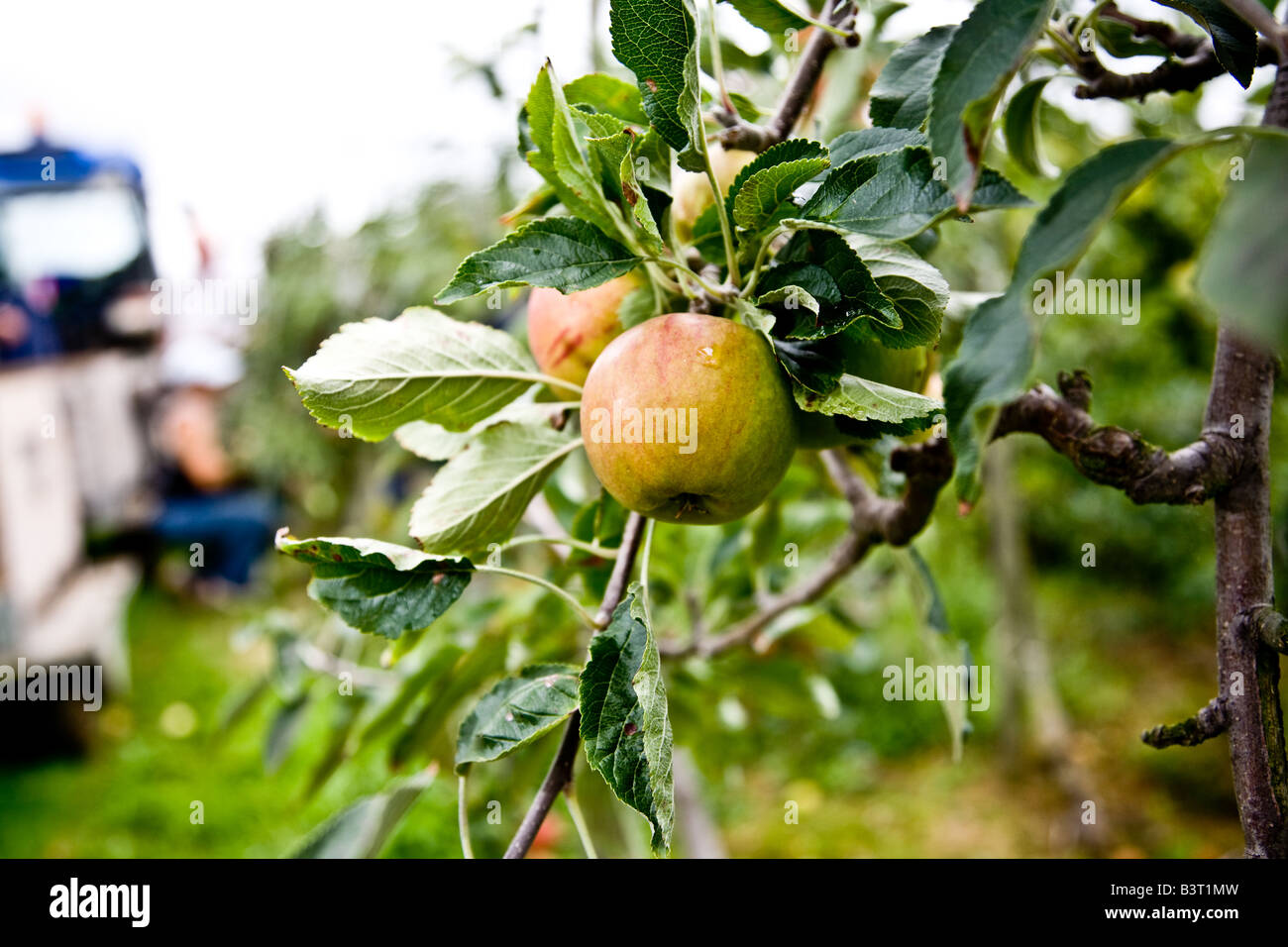 Apple on a tree ready to be pick Stock Photo - Alamy