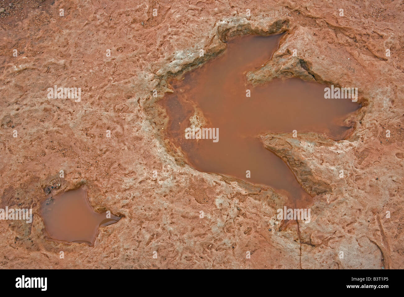 Fossil Dinosaur Footprint - Theropod - Early Jurassic - Arizona - USA ...