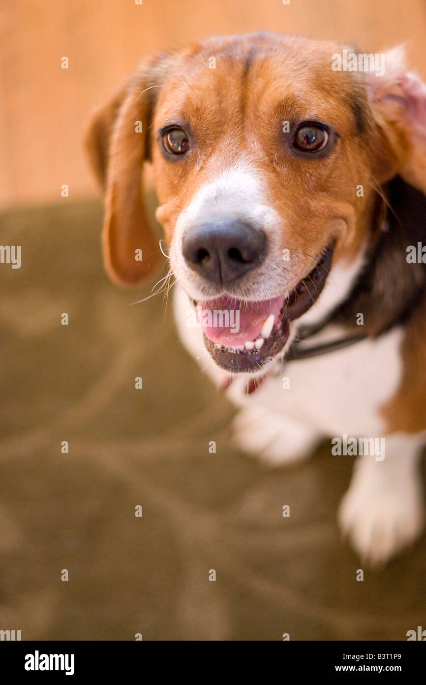 A cute purebred beagle with plenty of copy space Stock Photo - Alamy