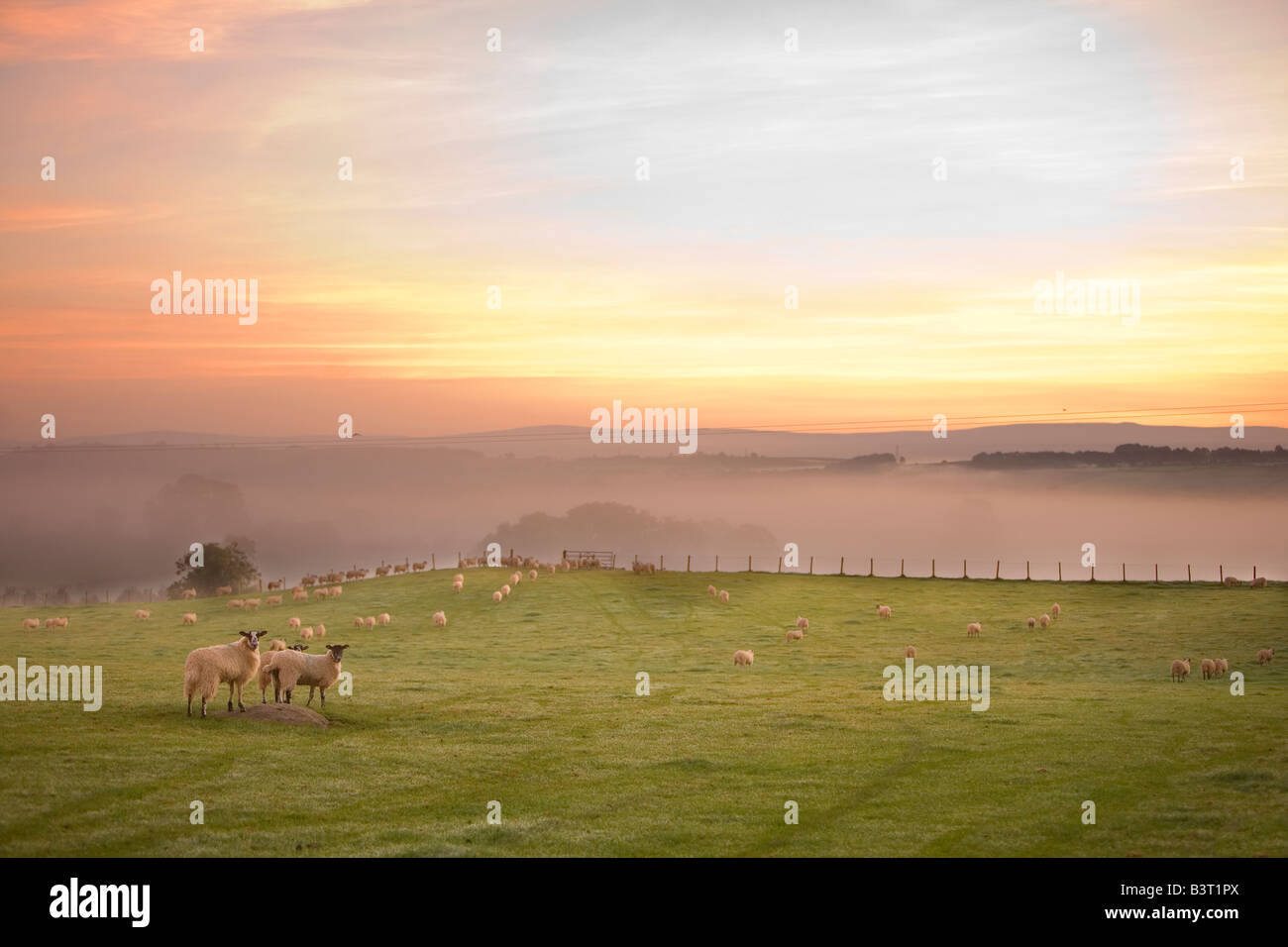 Country scene flock sheep hi-res stock photography and images - Alamy